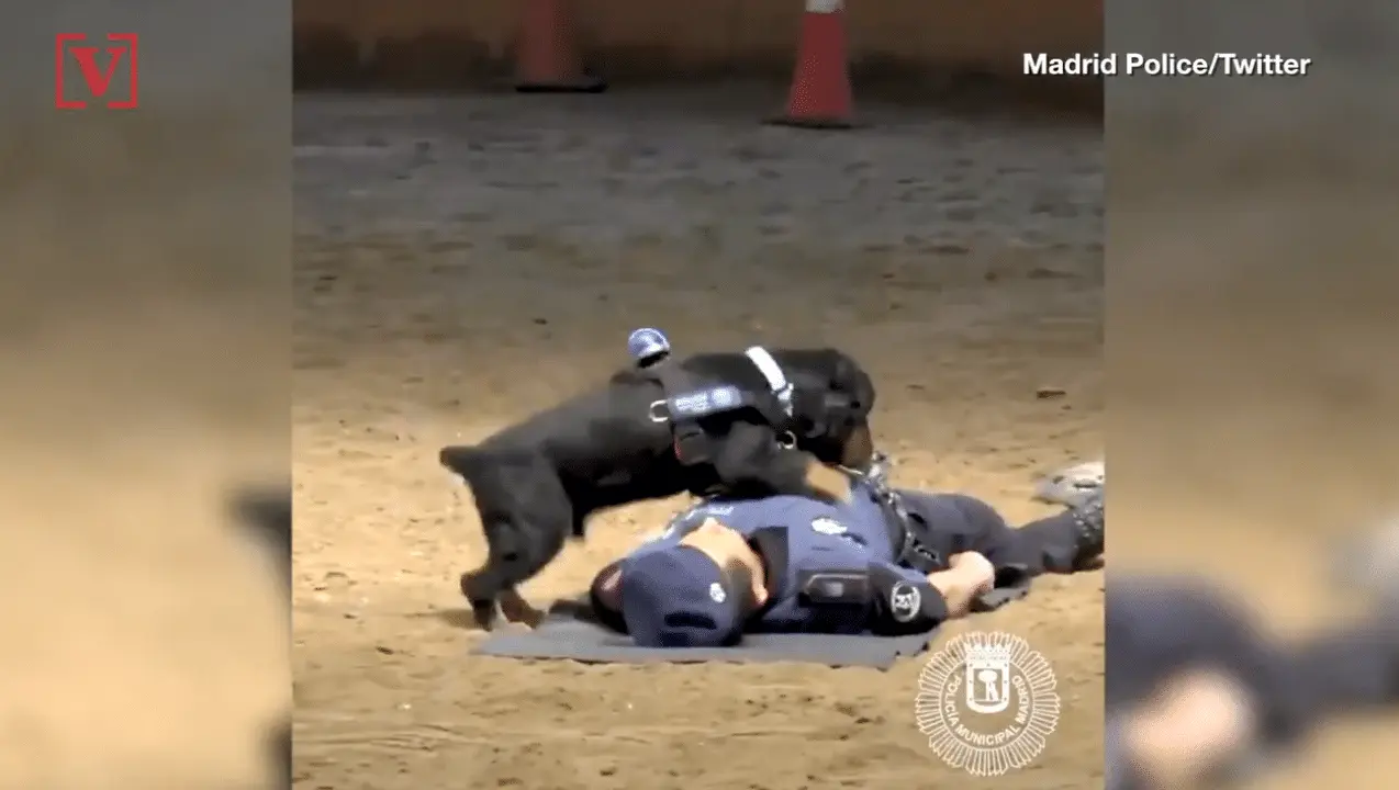 What Kind Of Dog Is Poncho Cpr Dog